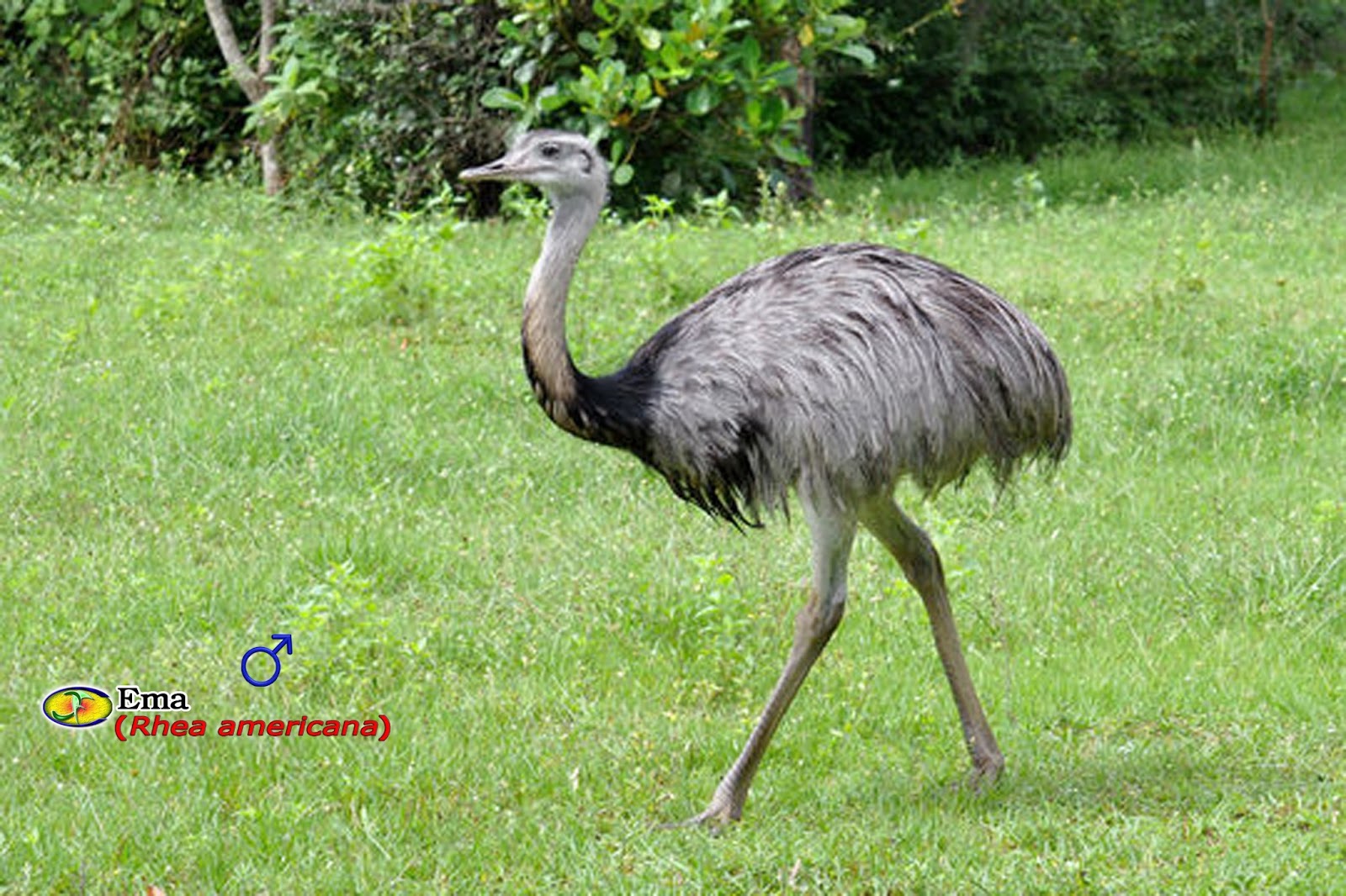 Zoologia: Ema (Rhea americana)